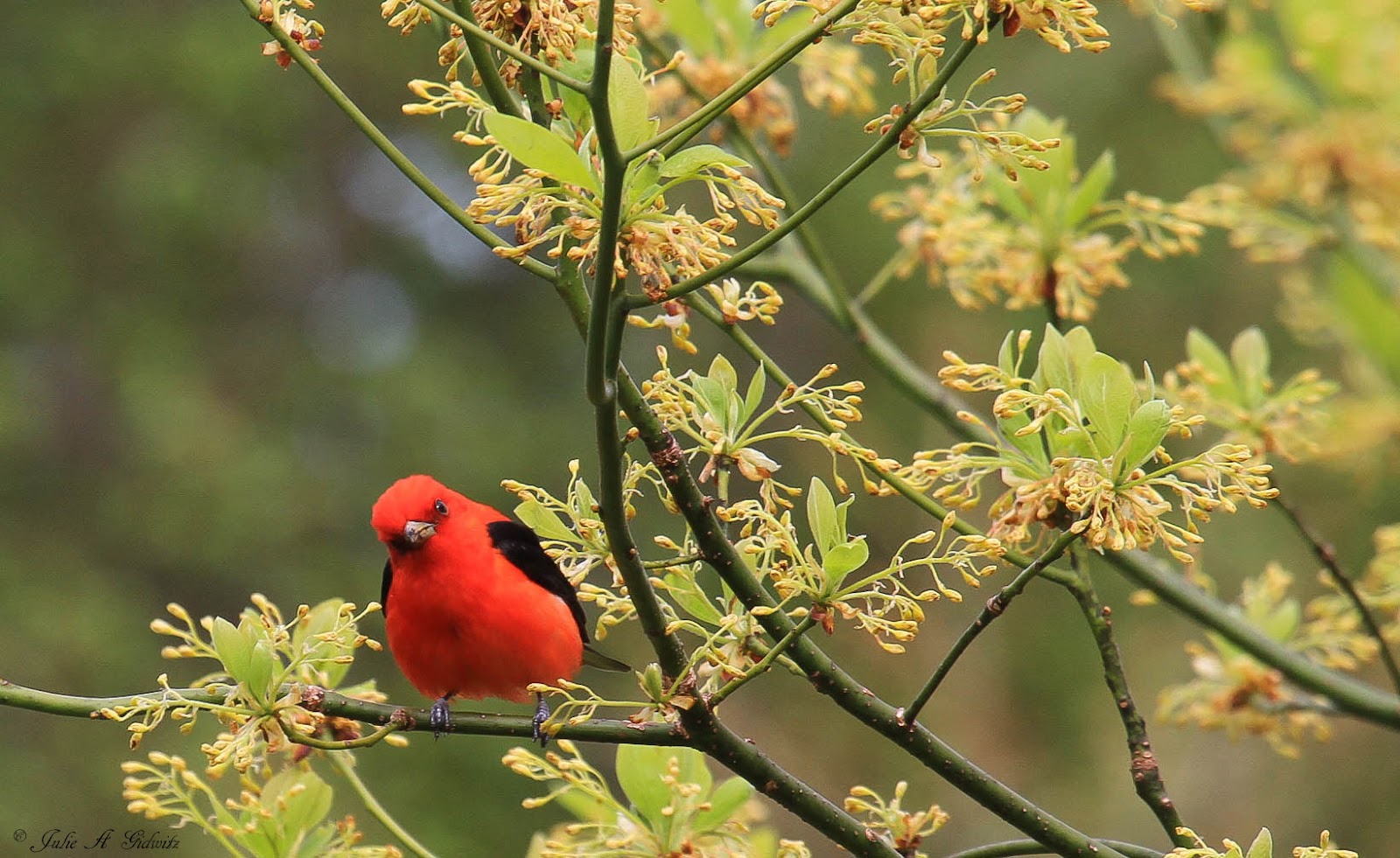 Birding Is Fun!: Spring Splendor