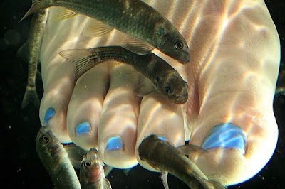 ini Dia 4 Manfaat Terapi Ikan - Seputar Tips, Hiburan, dan Inspirasi