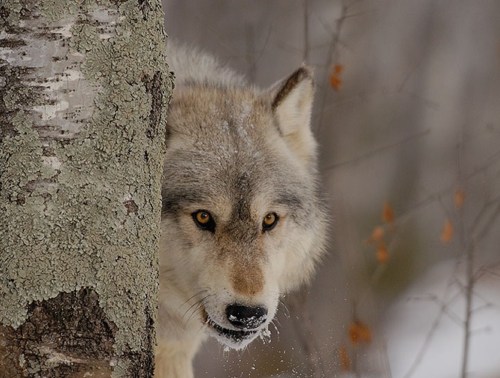 White Wolf : A Wolf Story : Ancient Legends of Ireland