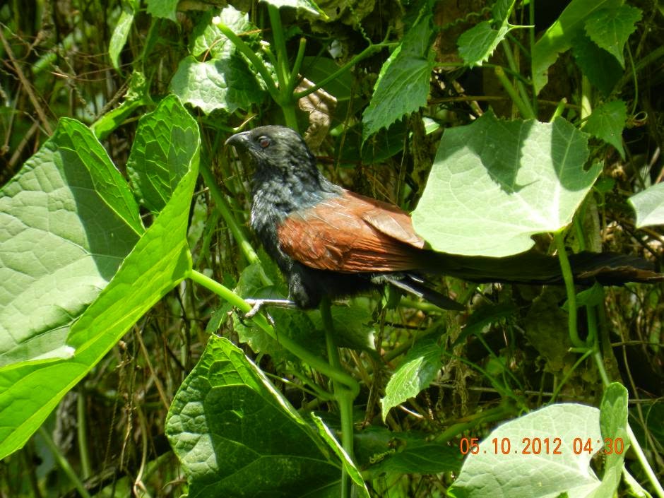 Tierra de cucos, cuclillos, críalos, turacos: Cucal filipino (Centropus ...