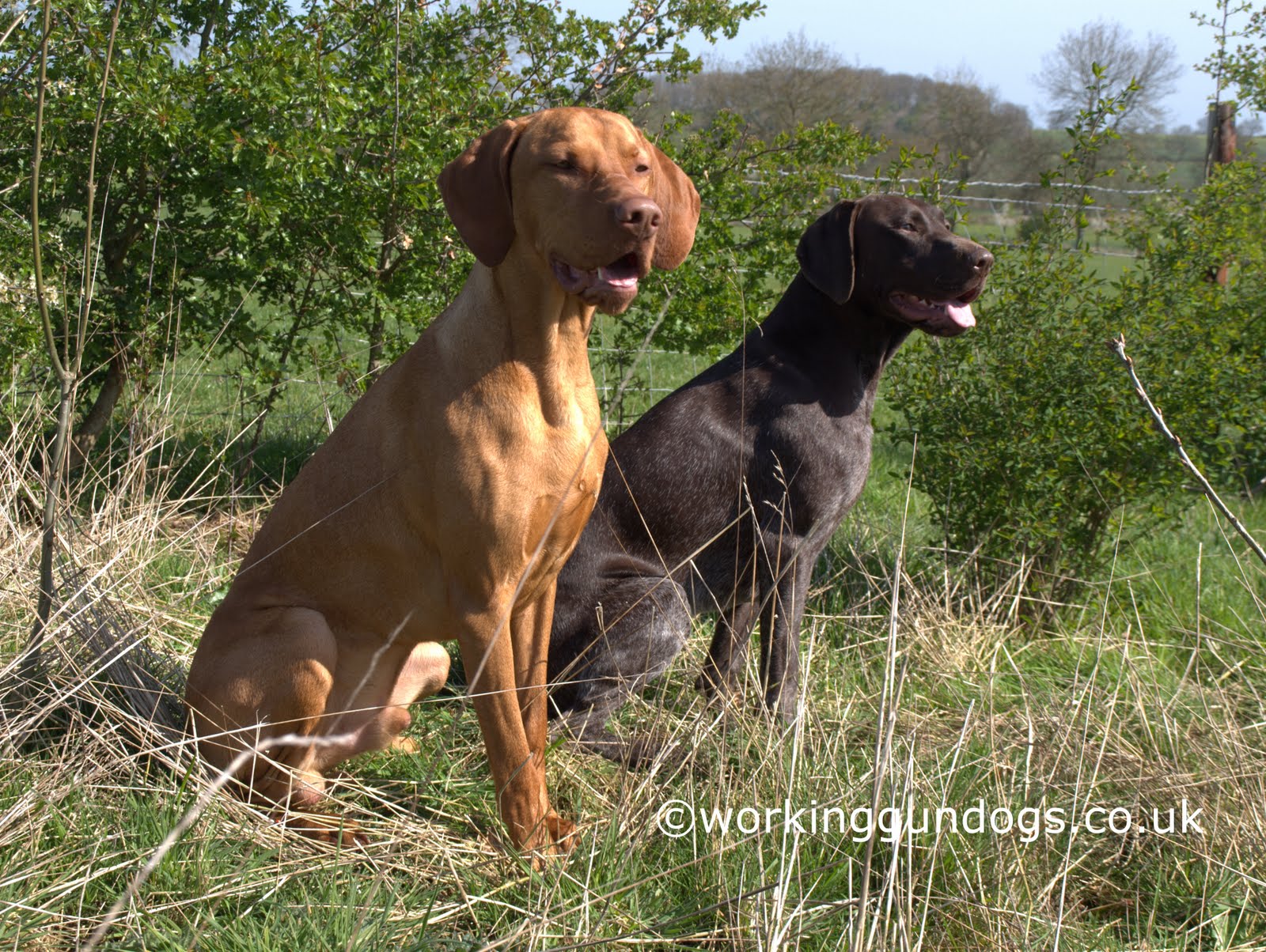 Working Gundogs: The Best Hunting Gundogs