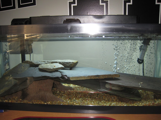 Yellow Bullhead Catfish Tank and Care