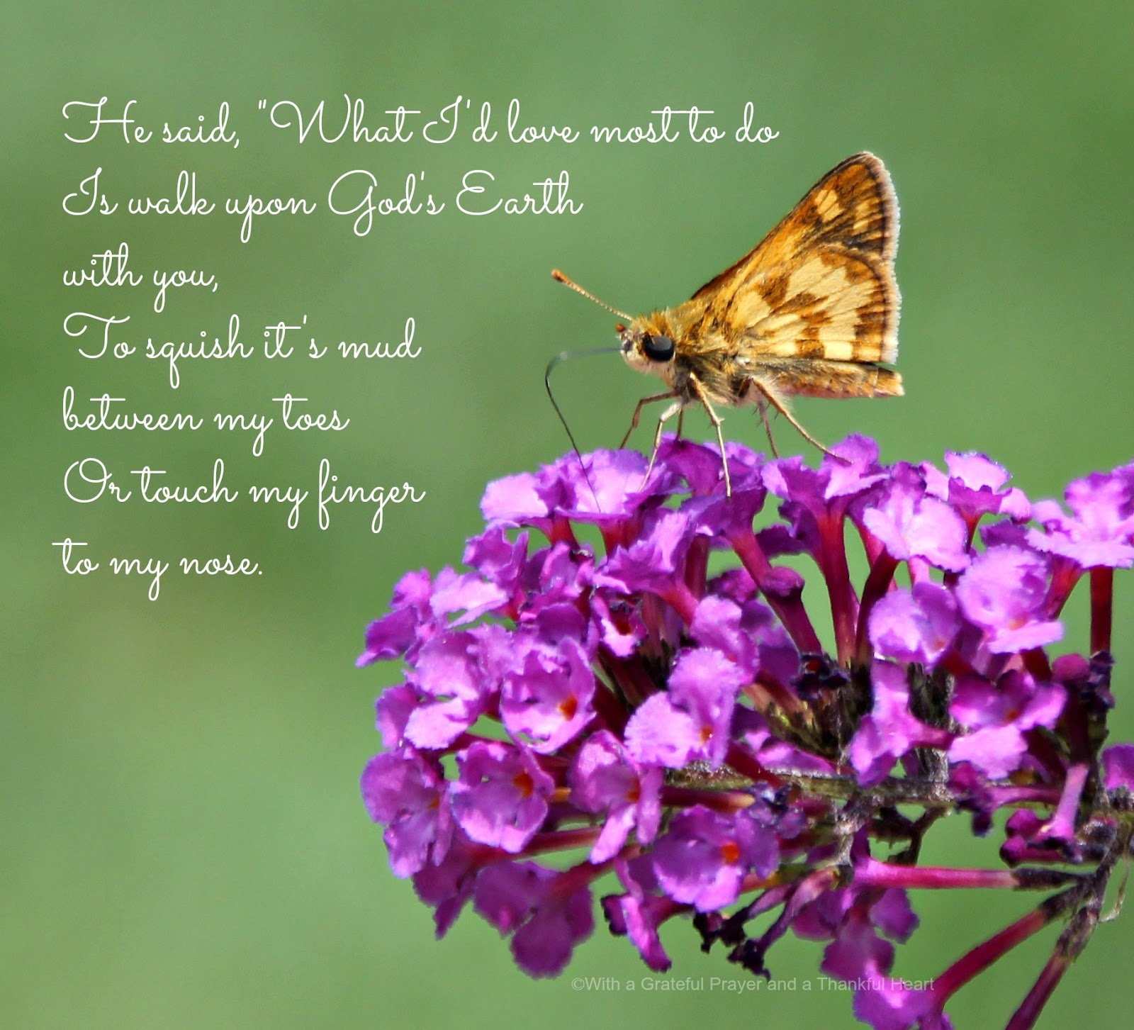 Butterfly Poem About Life