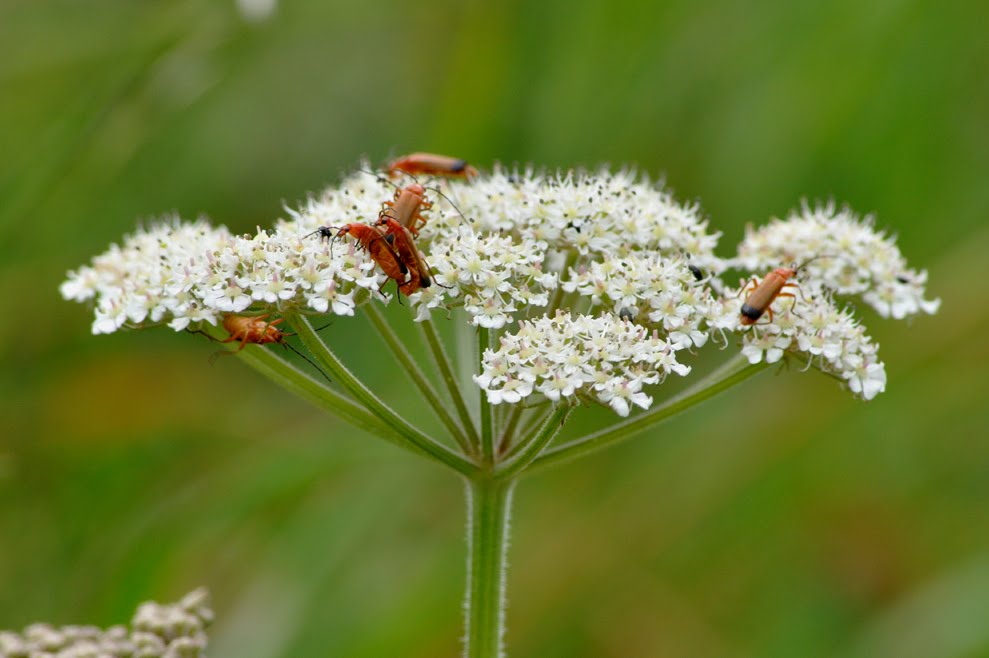 North Fife: Hedge Parsley