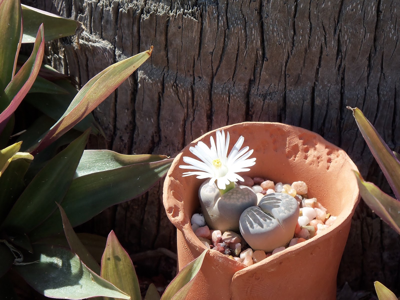 My Life Among the Lithops (and Other Strange Plants): A Great Read for ...