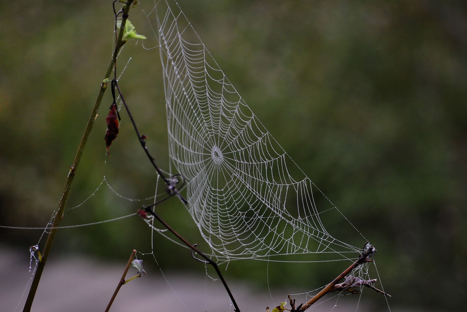 Larry Ostby's Wild Critters: Foggy Morning... Webs... and Whitetail...
