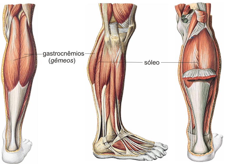 CONHEÇA A BIOMECÂNICA DO EXERCÍCIO DE PANTURRILHA EM PÉ