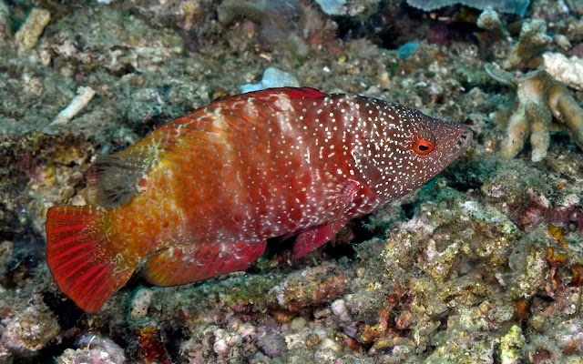 IKAN LAUT ASLI INDONESIA: Cheilinus oxycephalus