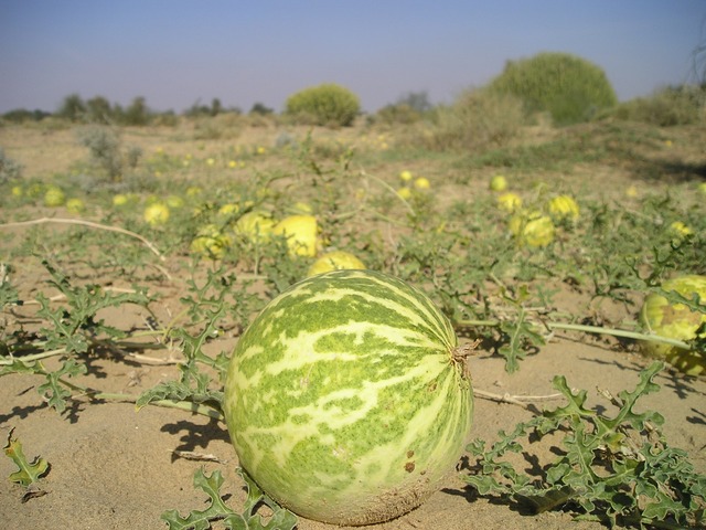 Les bienfaits pour la santé de Melon amer ~ La santé Oui
