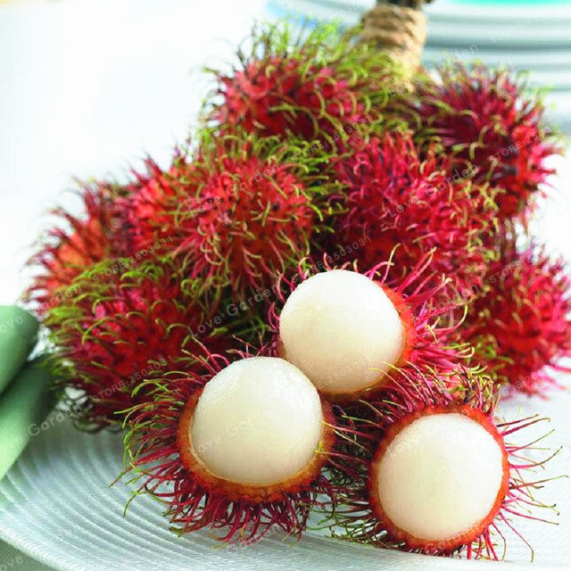 Studio Floral Dora Santoro: Rambutan