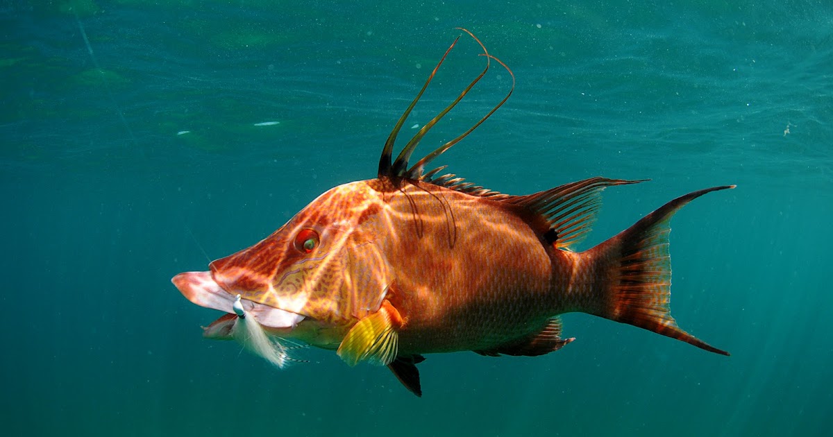 Hogfish | The Life of Animals