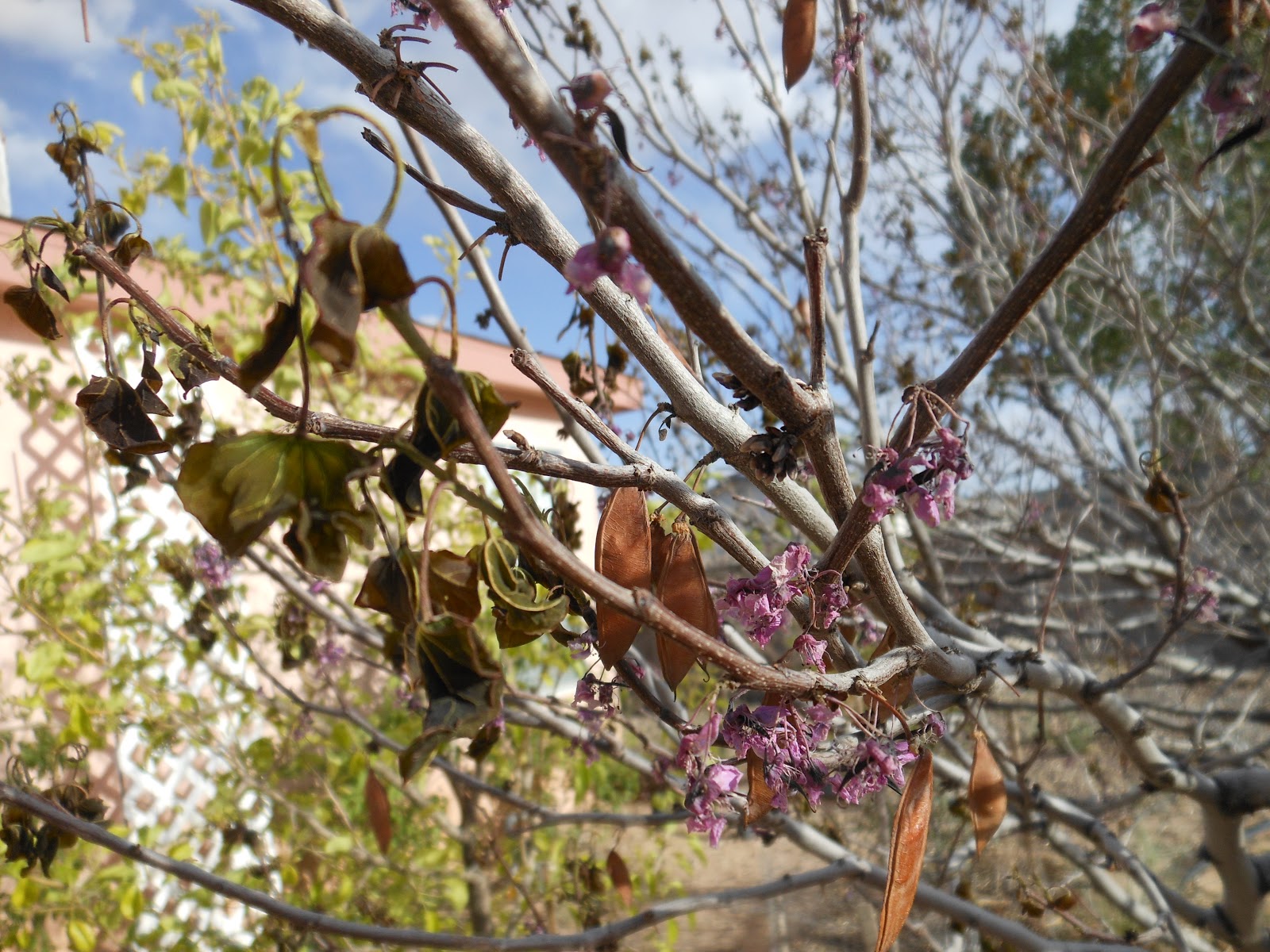 Early Spring Hard Freeze Damage