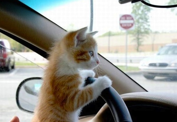 the-o-dot: More And More Cats Driving Seniors Around