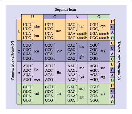 biologia molecular: 7.1 EL CÓDIGO GENÉTICO