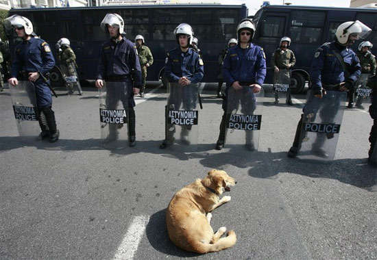 Gallery of The Legendary Greece Riot Dog Pictures | Amazing Creatures
