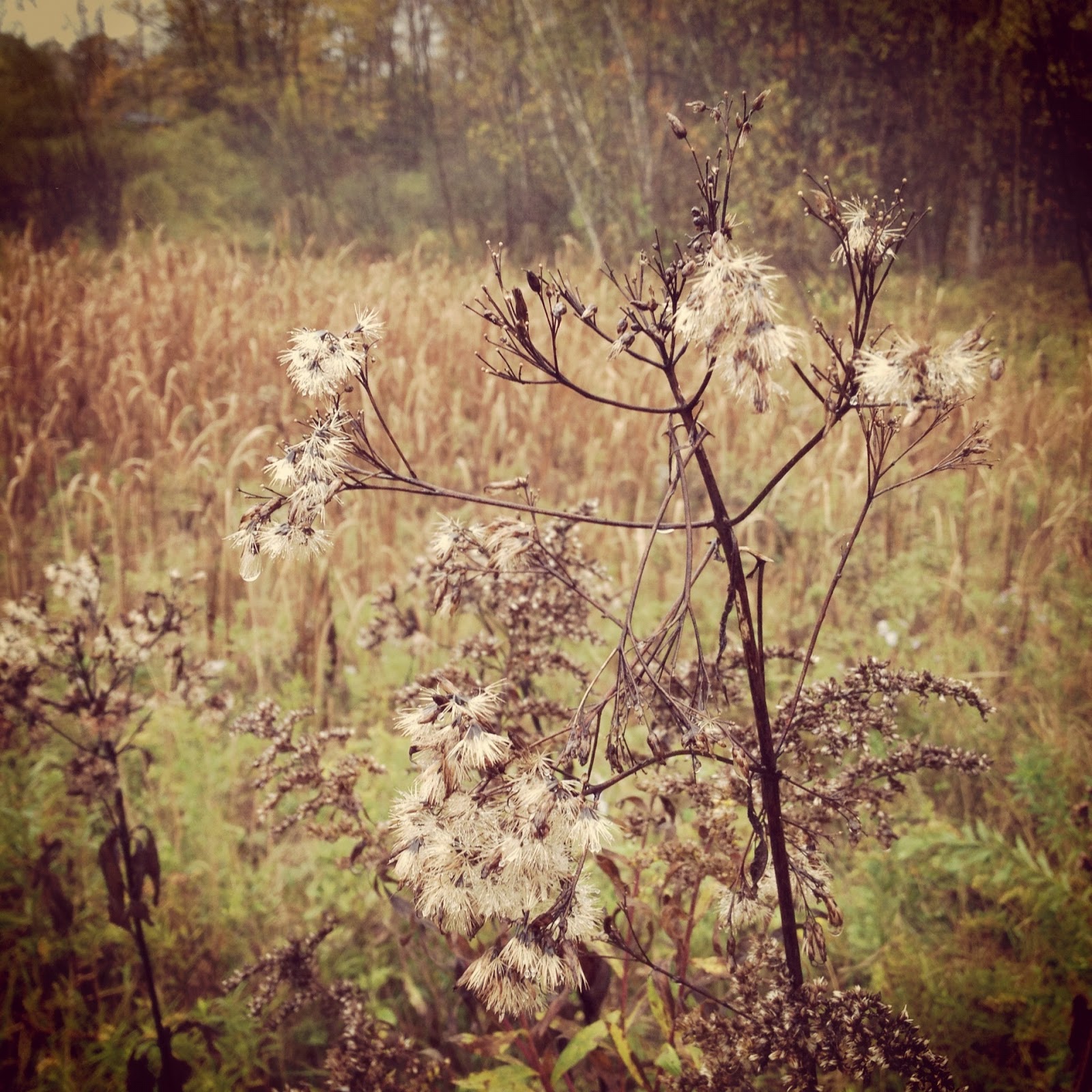 Dead Flowers | FLOWERS WORLD