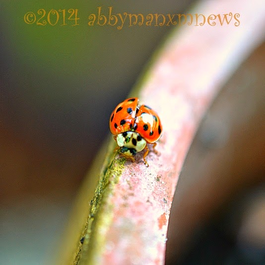 MANX MNEWS: Thankful Thursday : Ladybugs and Things