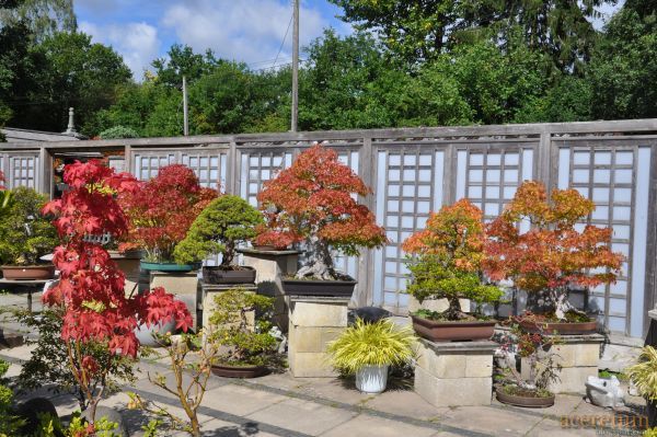 aceretum: Herons Bonsai Nursery