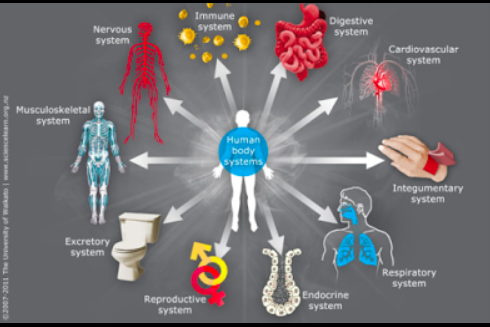 Kennedy Clan Science: Body Systems