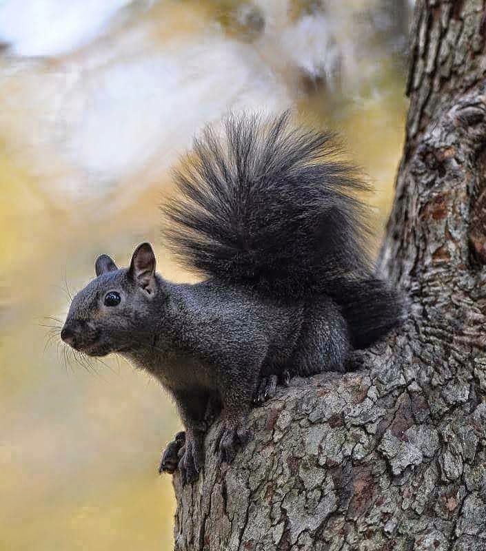 NAŠE ZAHRADY: Veverka černá. V Česku se nejčastěji objevuje červená a ...