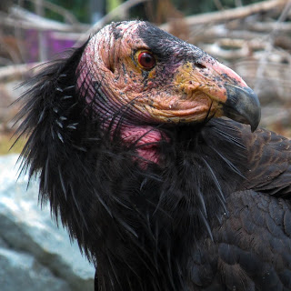 Life with Dylan: California condors - Bald, Beautiful and Back from the ...