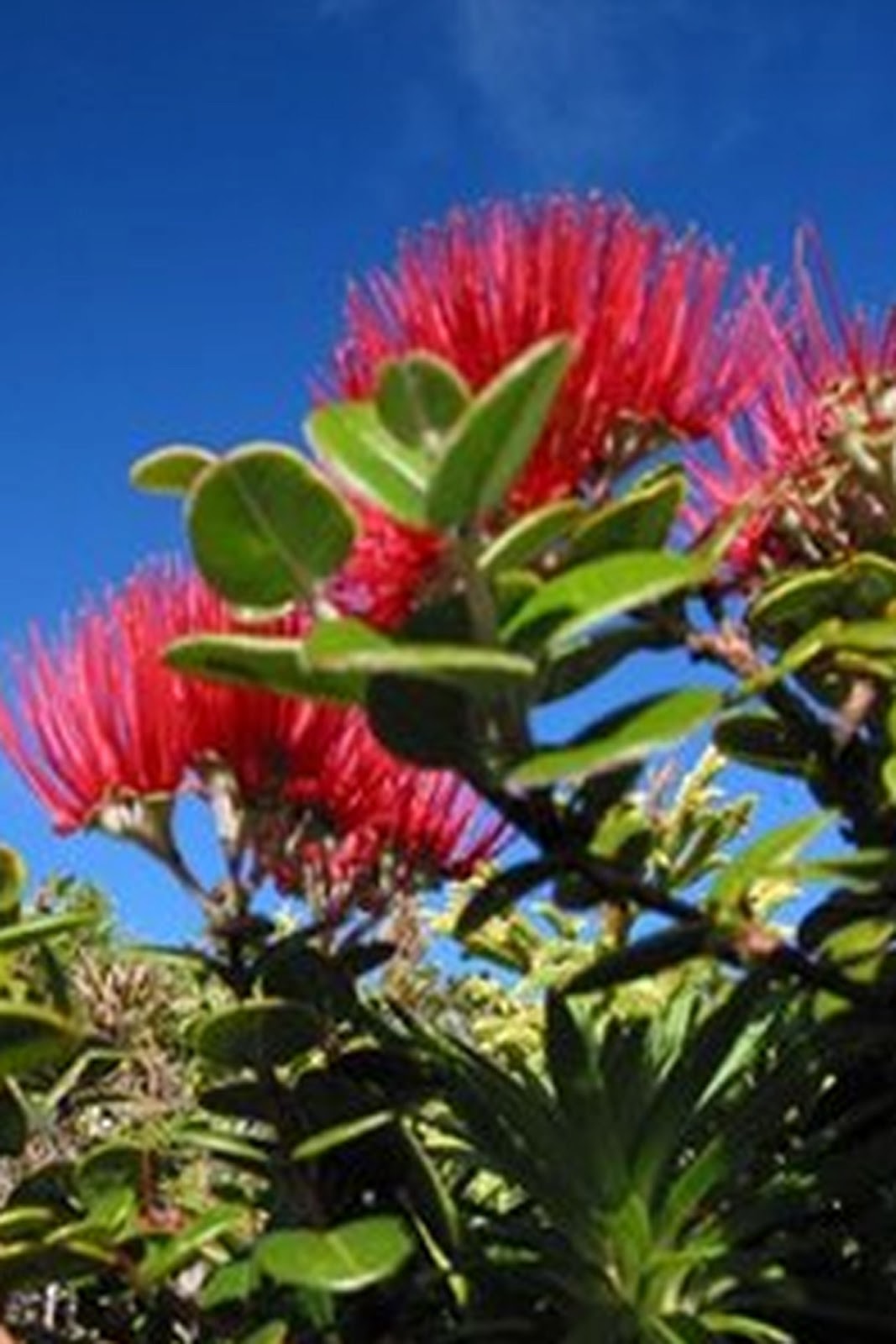 Haysmer Hawaii: Surrounded by Blossoms!