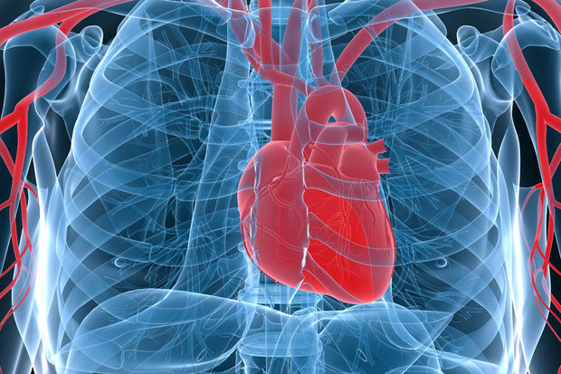 JE ME SENS BIEN DANS MON CORPS: LES ORGANES DU CORPS ET LEURS MERIDIENS ...