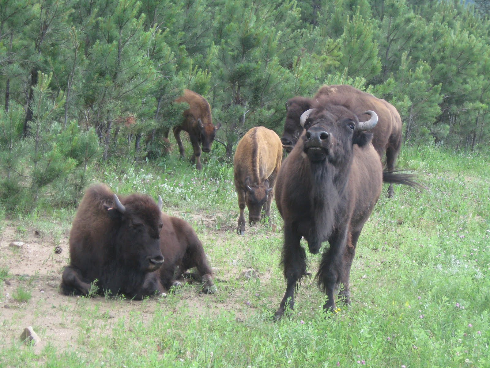 One Month on the Pine Ridge Reservation: Tatanka