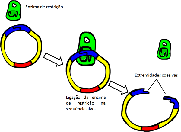 Resumos de Biologia: julho 2015