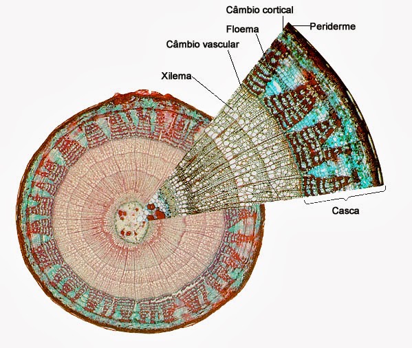 Bio Logos: Tecido Vegetal - Meristema