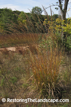 Restoring The Landscape With Native Plants: Native Plant of the Week ...
