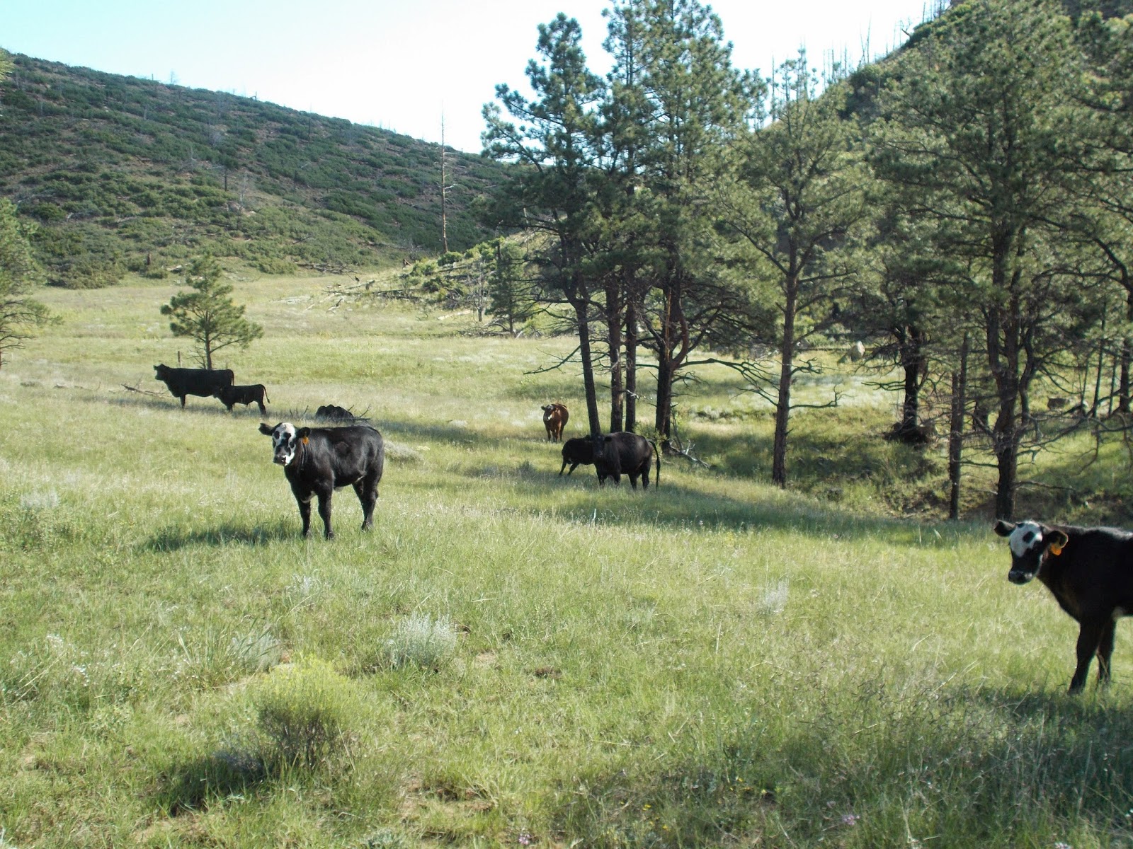 scott's ravings: Philmont Scout Ranch - Day Three - Cook Canyon to Ring ...