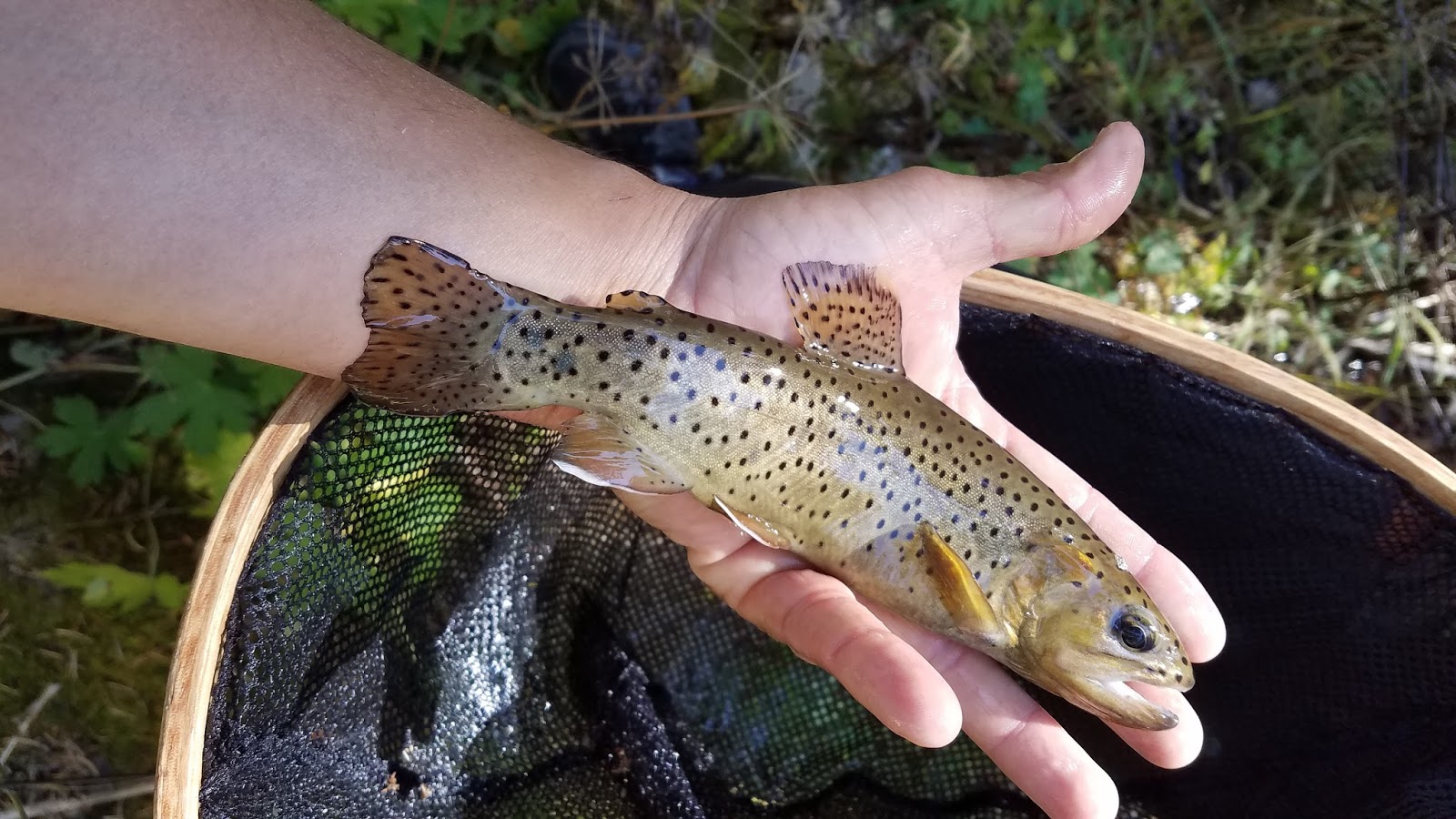 First Apache Trout ( sorta )