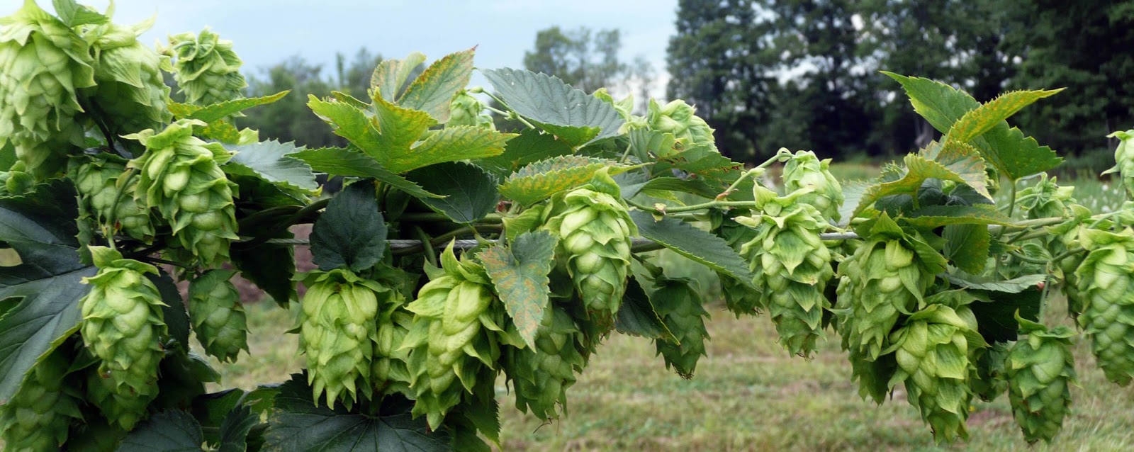 Inspirations From Inside a Mash Tun: Humulus Lupulus