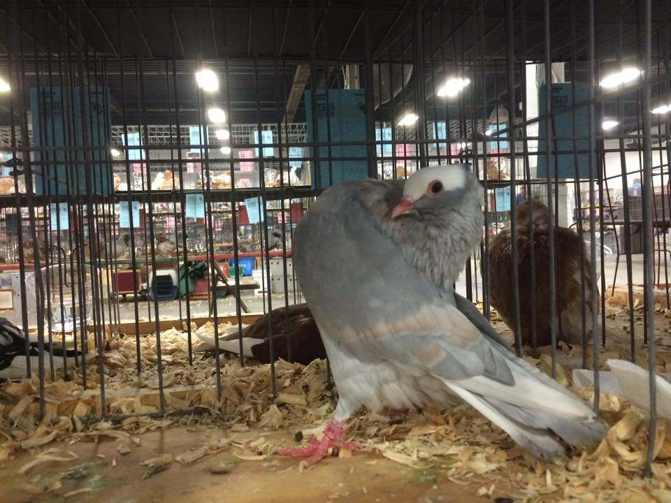 World of Pigeons and Doves: Mookee Pigeon