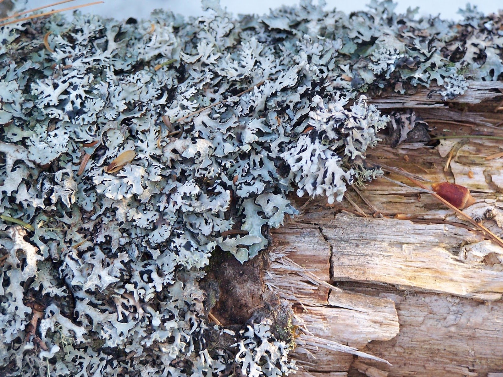 Tales of a Naturalist, Musician, Firefighter, and Radio Host: Lichens