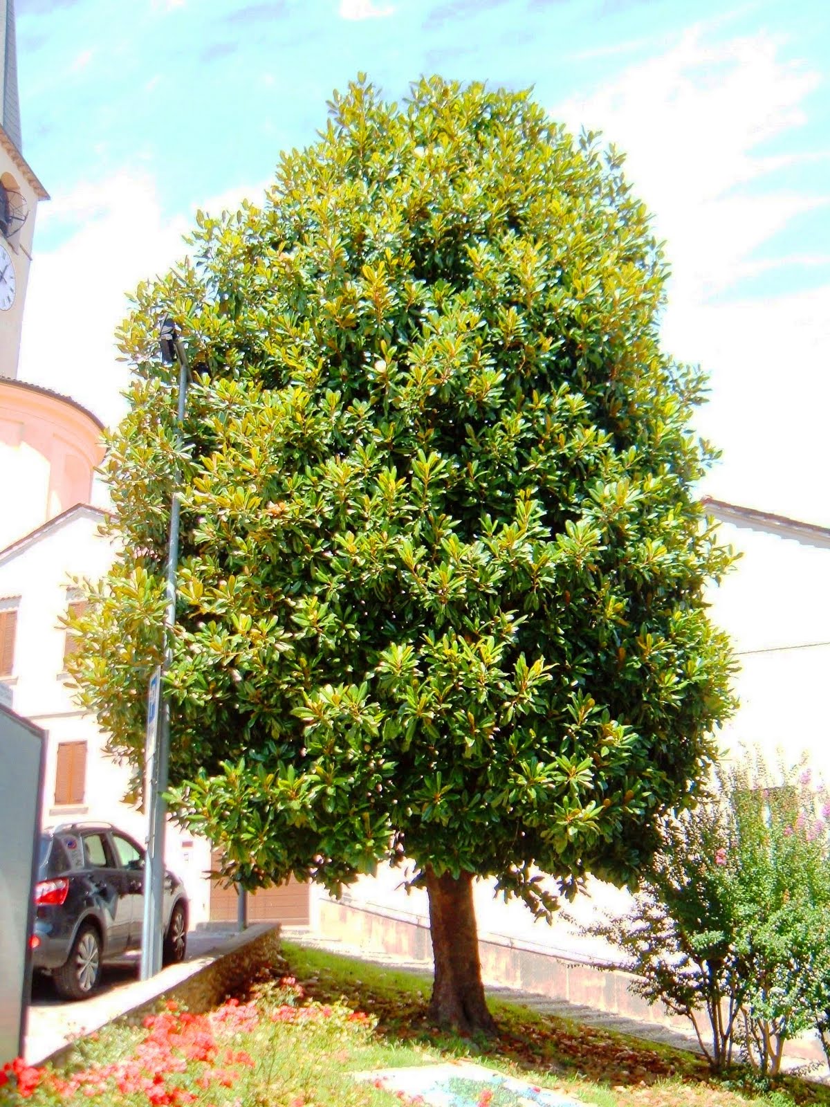 Cose dal Borgo: Alberi di Borgo Ticino: la magnolia di piazza Roma