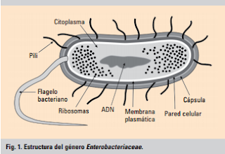 Cliny Lab: Enterobacterias