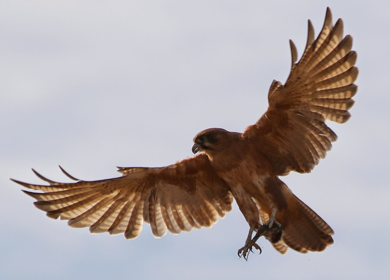 Richard Waring's Birds of Australia: Brown Falcon with Prey, White ...
