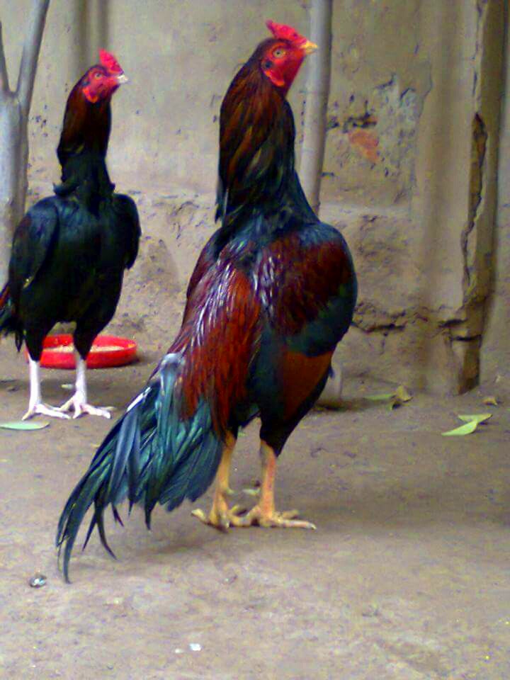 pakistani Aseel/Asil Breed Chicken : 2016