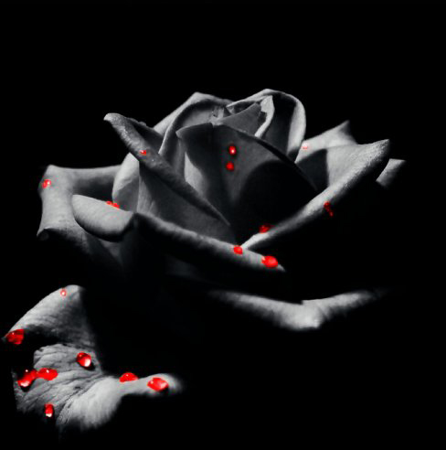 My Twisted Universe: La Leyenda de La Rosa Negra