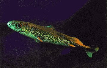 Σελίδες Ιστορίας και Επιστήμης: Οι καρχαρίες