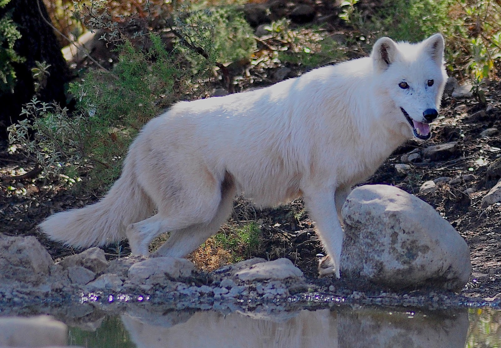 Abe's Animals: Alaskan tundra wolf