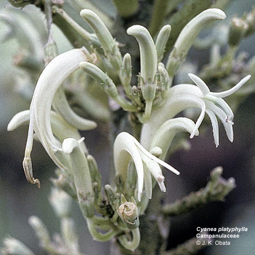 arbustosensevilla-encinarosa: Holoquea / Cyanea horrida / Cyanea magnicalix
