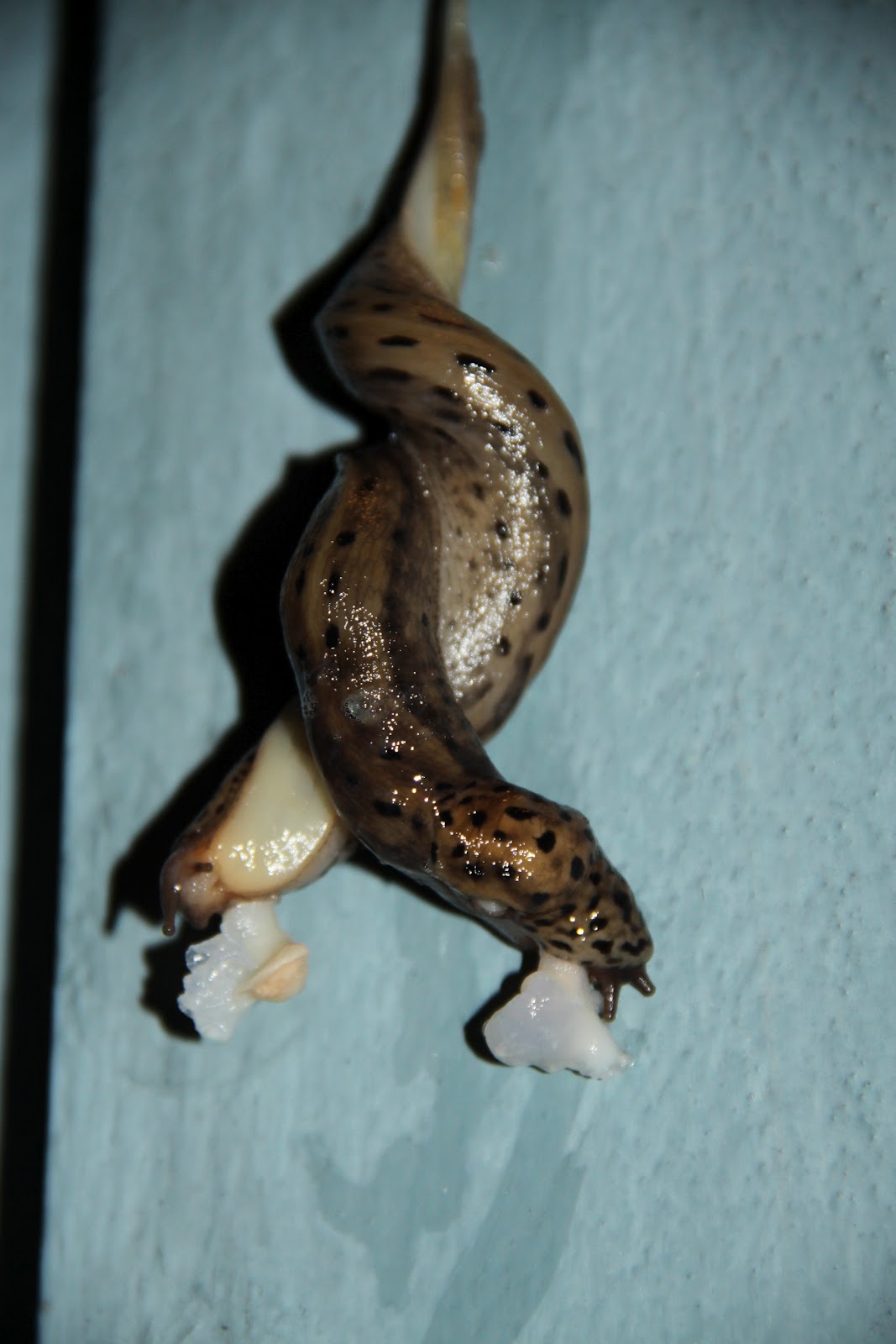 RadhusLiv - i och utanför radhuset...: Parande Leopardsniglar! / Mating ...