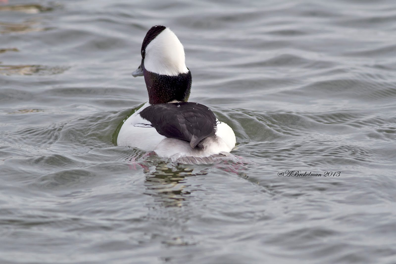 Ann Brokelman Photography: Bufflehead Duck Male and Greater Scaup ...