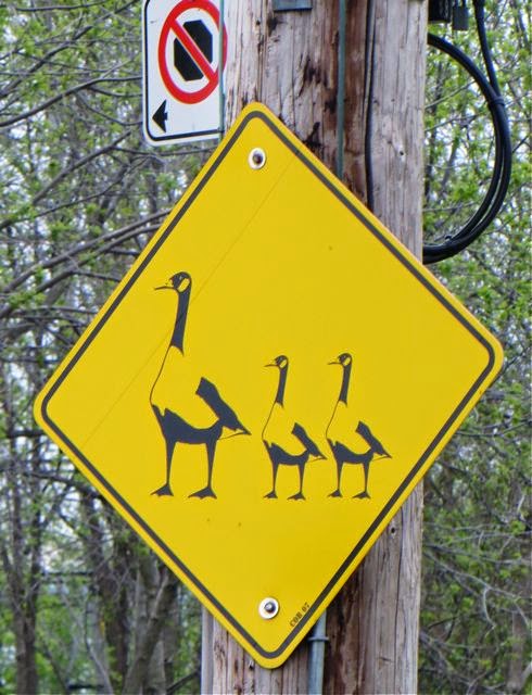 signs, signs: goose crossing