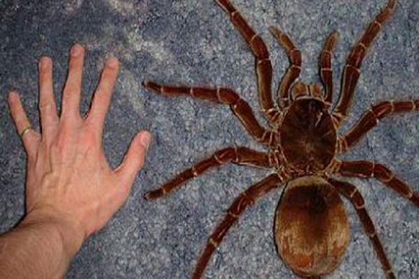 Men's Corner: This is how largest spider in the world looks!!!