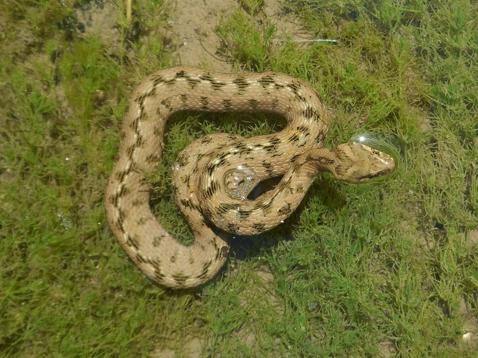 (Paleo-)Herpetología: Natrix maura - Culebra viperina
