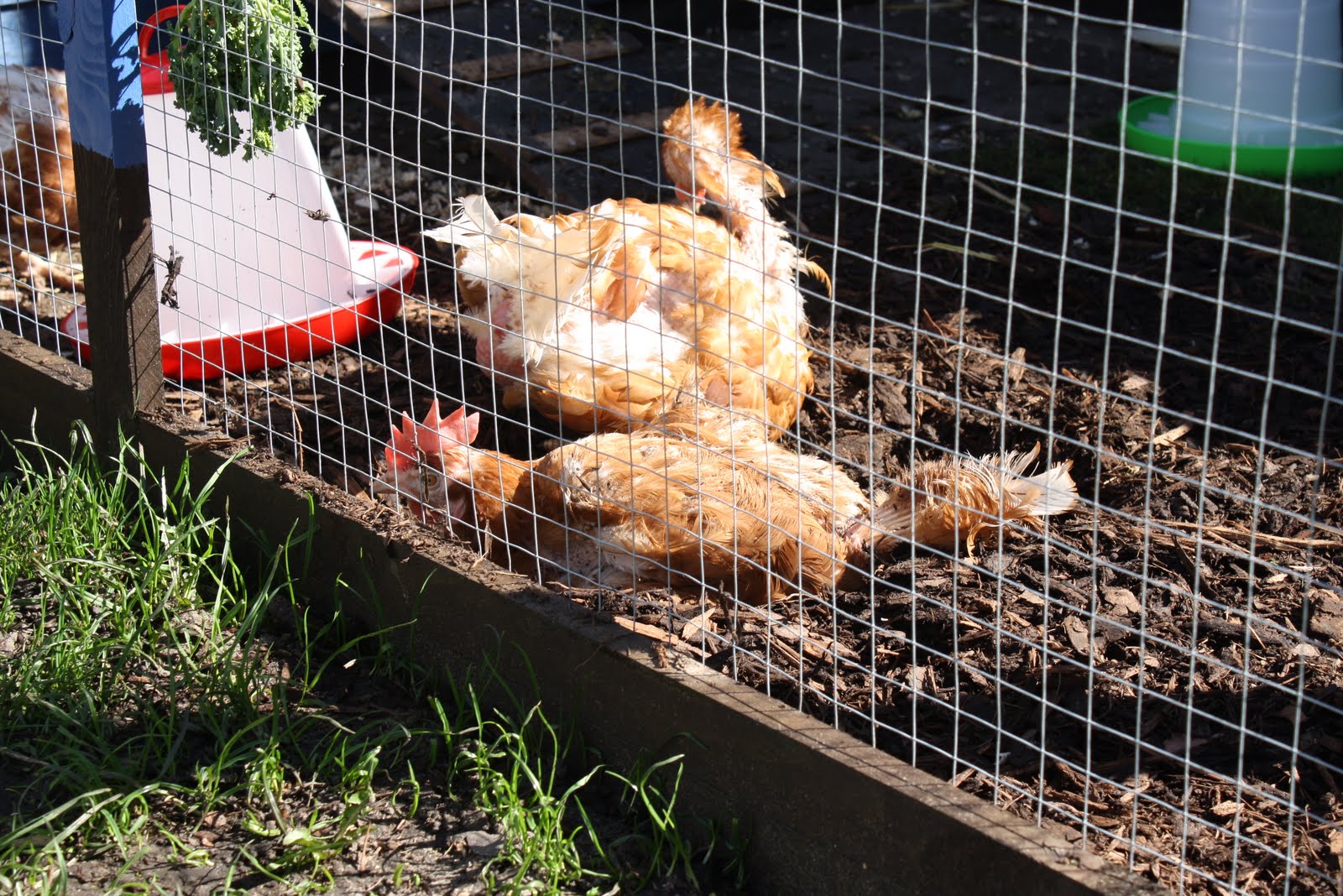Allotment #65: Chicken Day four - Settling in well